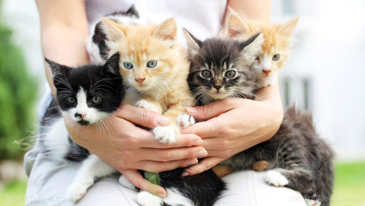 Pet Health News Pet Health News Pet Health Information Pet Health News Pet Health News Pet Health Information