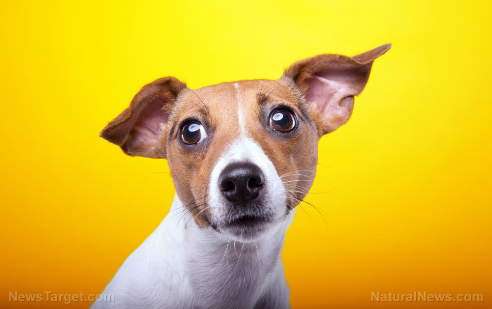 Pet Health News Pet Health News Pet Health Information Pet Health News Pet Health News Pet Health Information